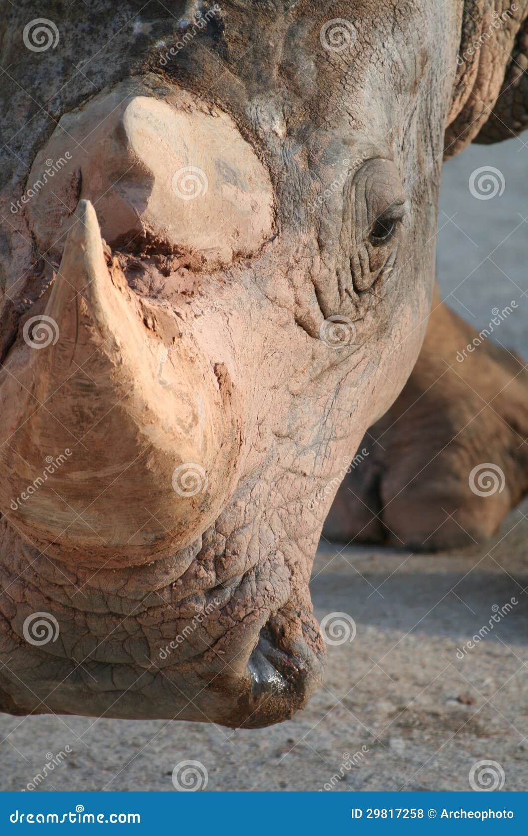 Rhino face portrait stock photo. Image of mammal, africa - 29817258