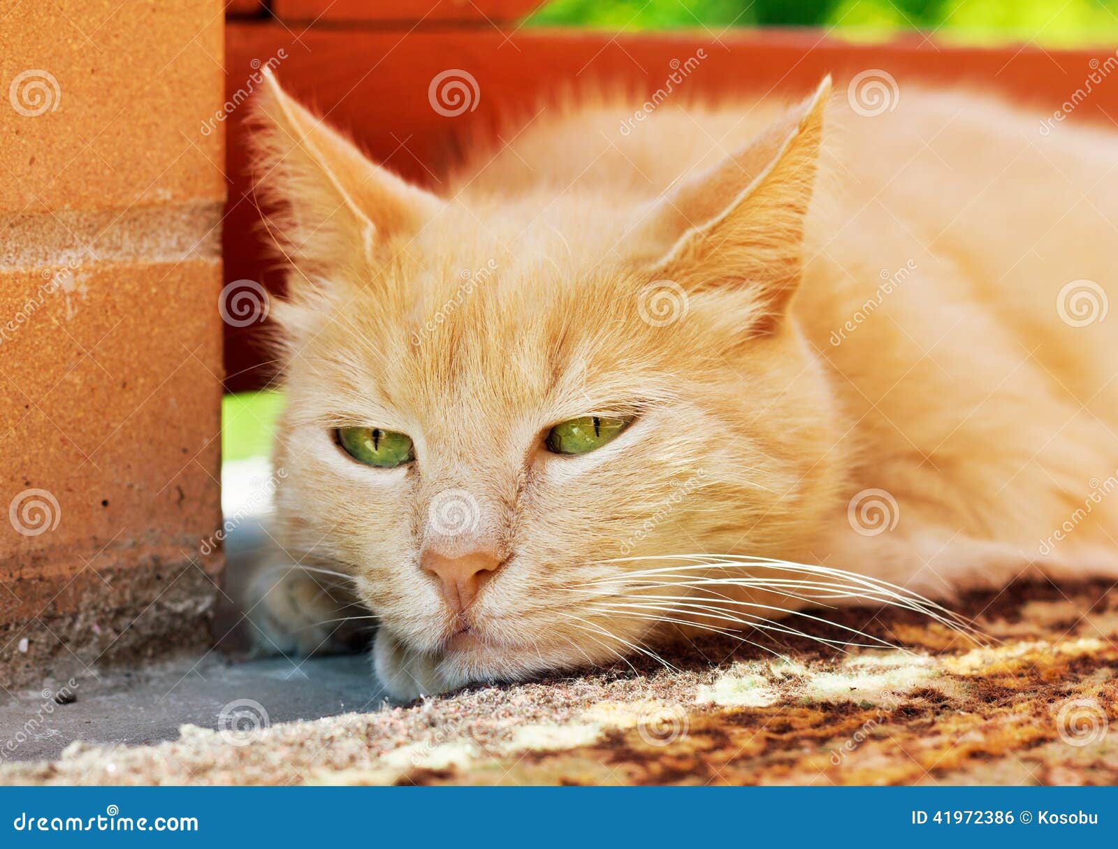 Sad Cat Alone Royalty-Free Stock Photo | CartoonDealer.com #64049133