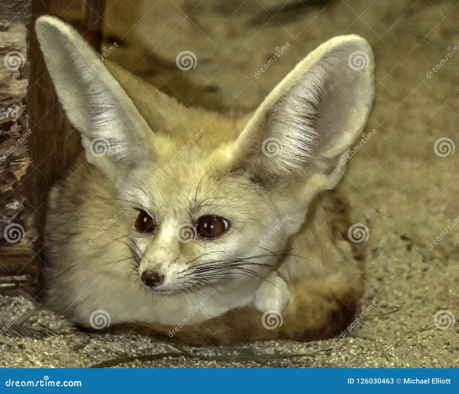 Tiny Fennec Fox stock image. Image of fennec, color - 126030463