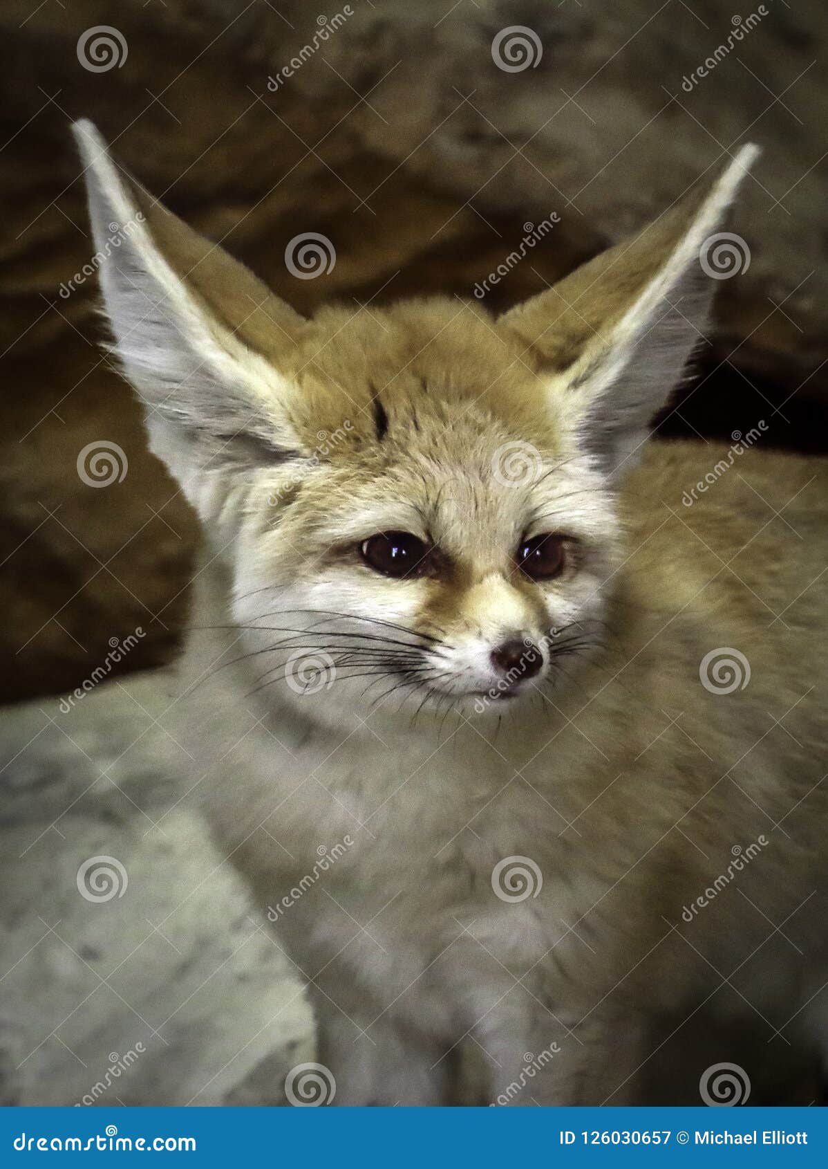 Tiny Fennec Fox stock image. Image of close, arabian - 126030657