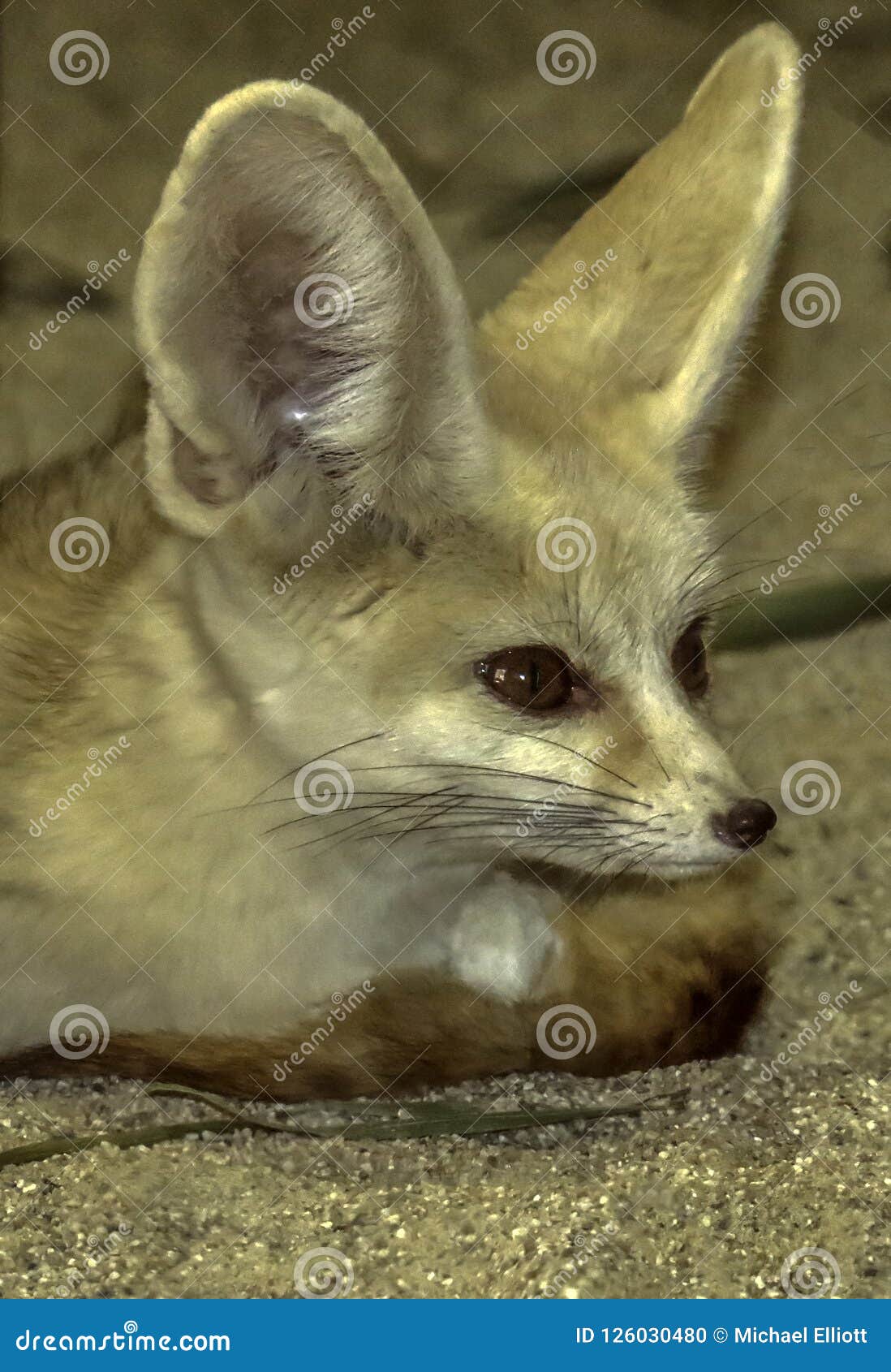 Tiny Fennec Fox stock photo. Image of color, exotic - 126030480