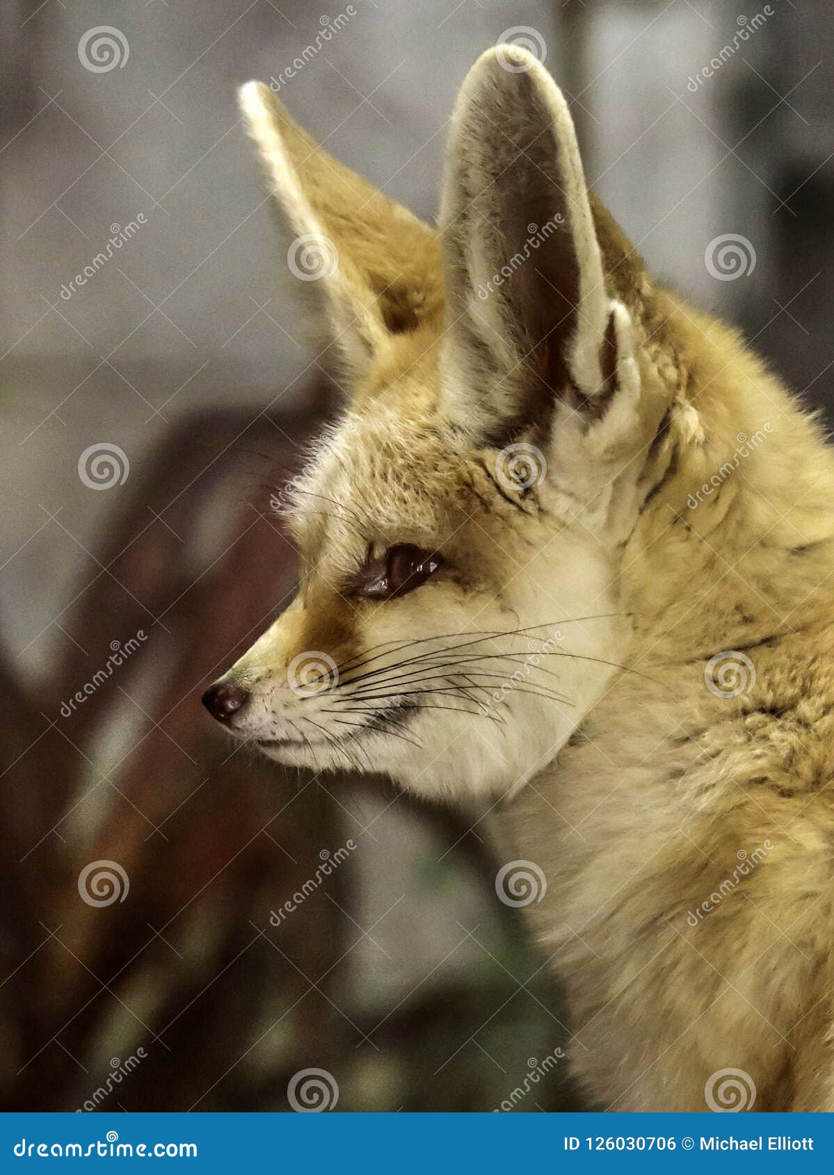 Tiny Fennec Fox stock photo. Image of morocco, left - 126030706