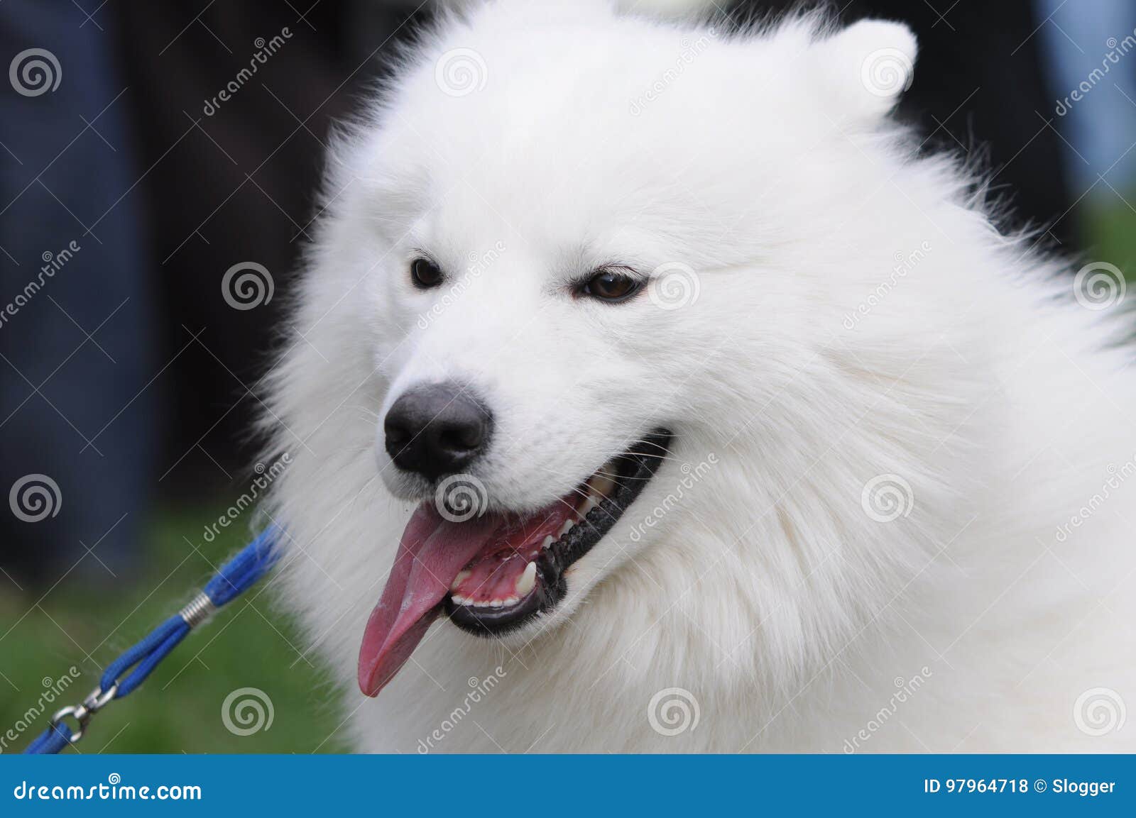 Close-up Portrait of Samoyed Husky Dog Stock Photo - Image of pedigree ...