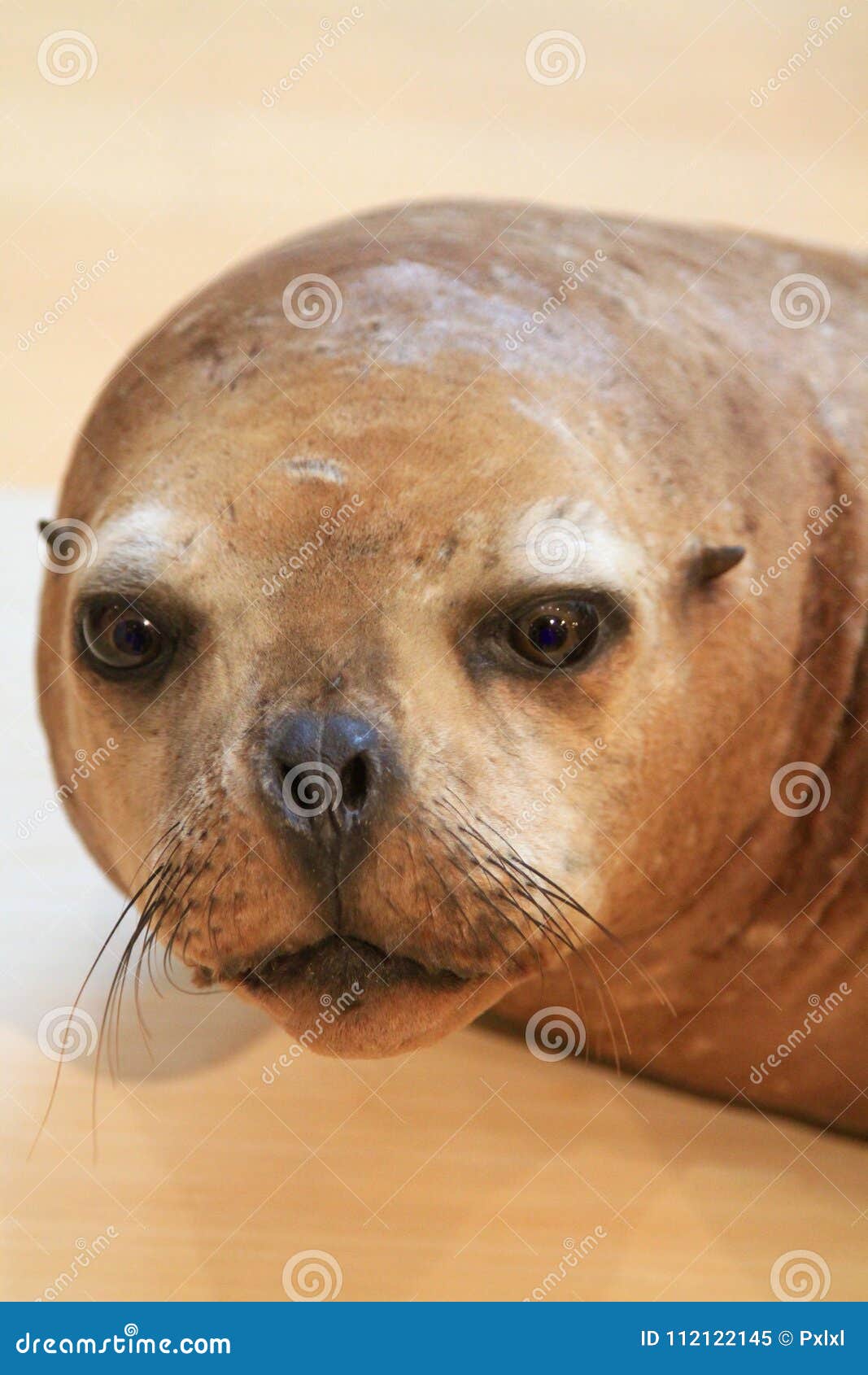 Seal portrait stock image. Image of face, closeup, head - 112122145