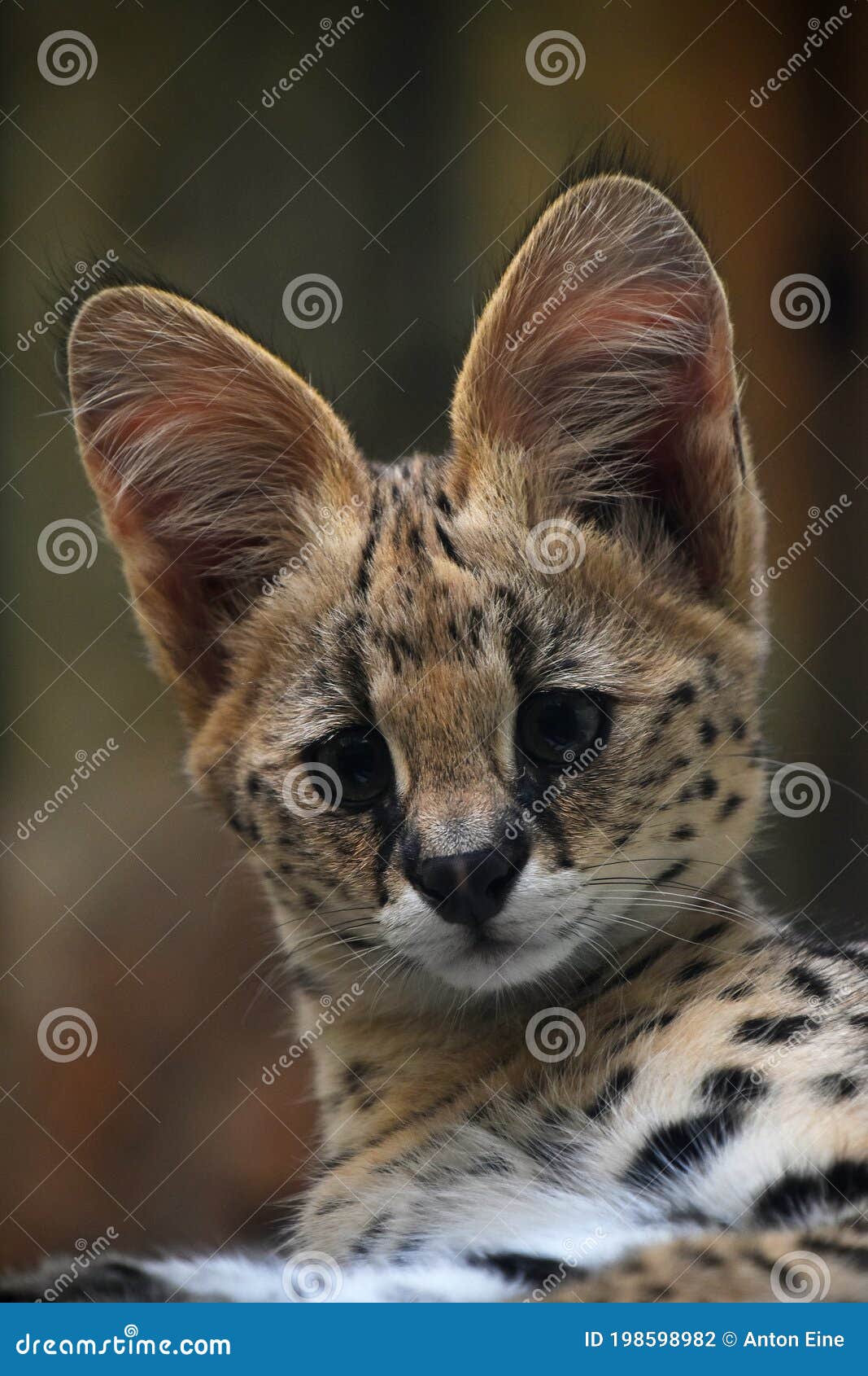 Close Up Portrait of Serval Kitten Stock Photo - Image of serval, head ...