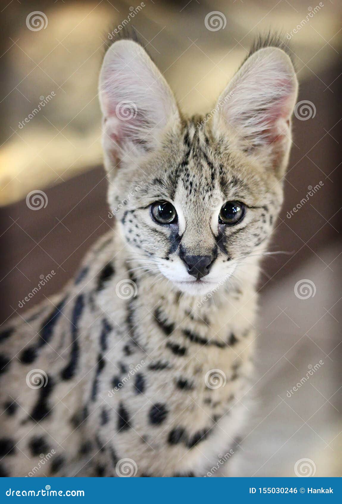 Close-up Portrait of Serval Stock Photo - Image of kitten, leptailurus ...