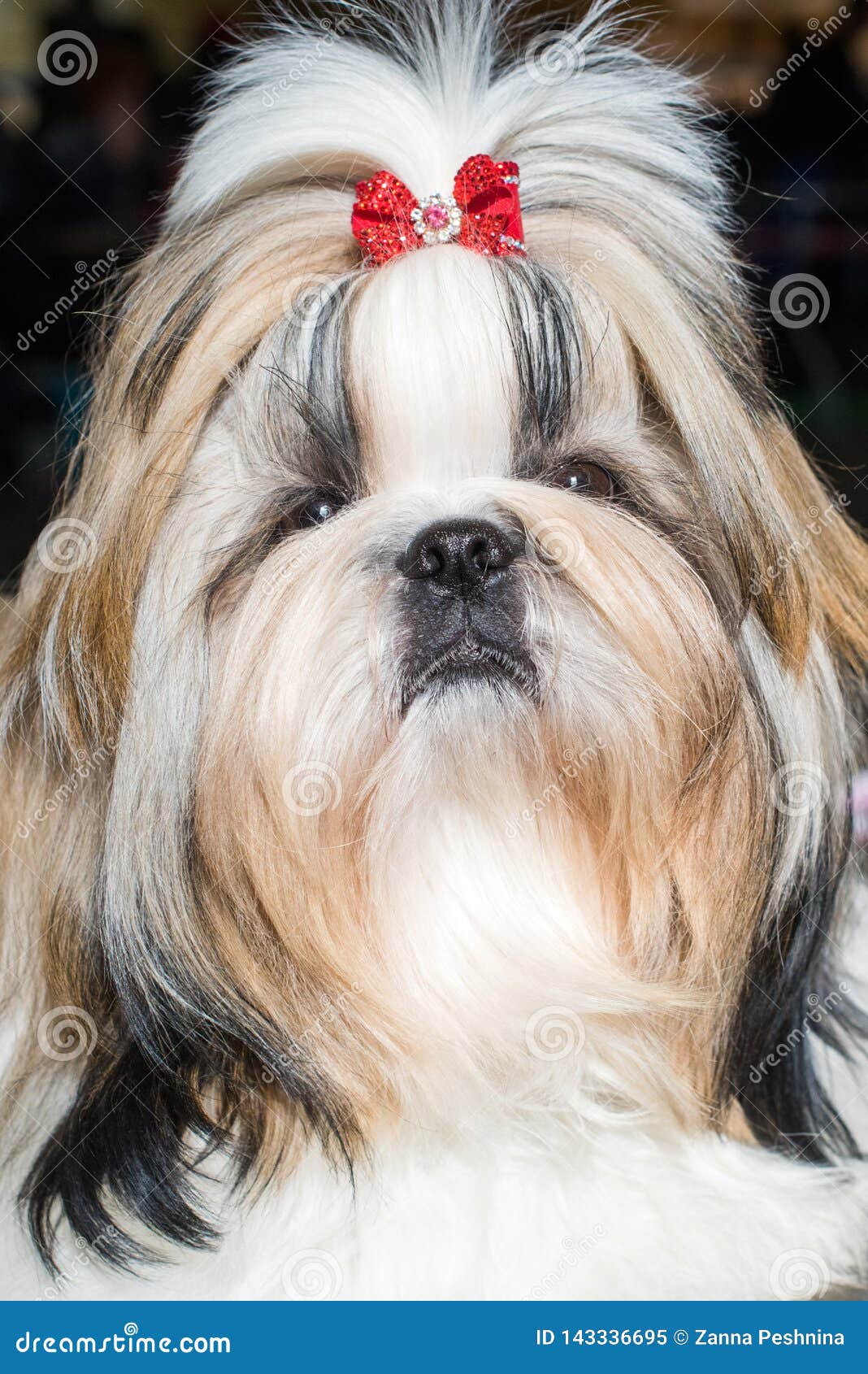 Close Up Portrait of Shih-tzu Dog with Red Bow Stock Image - Image of ... Close Up Portrait of Shih-tzu Dog with Red Bow Stock Image - Image of ...