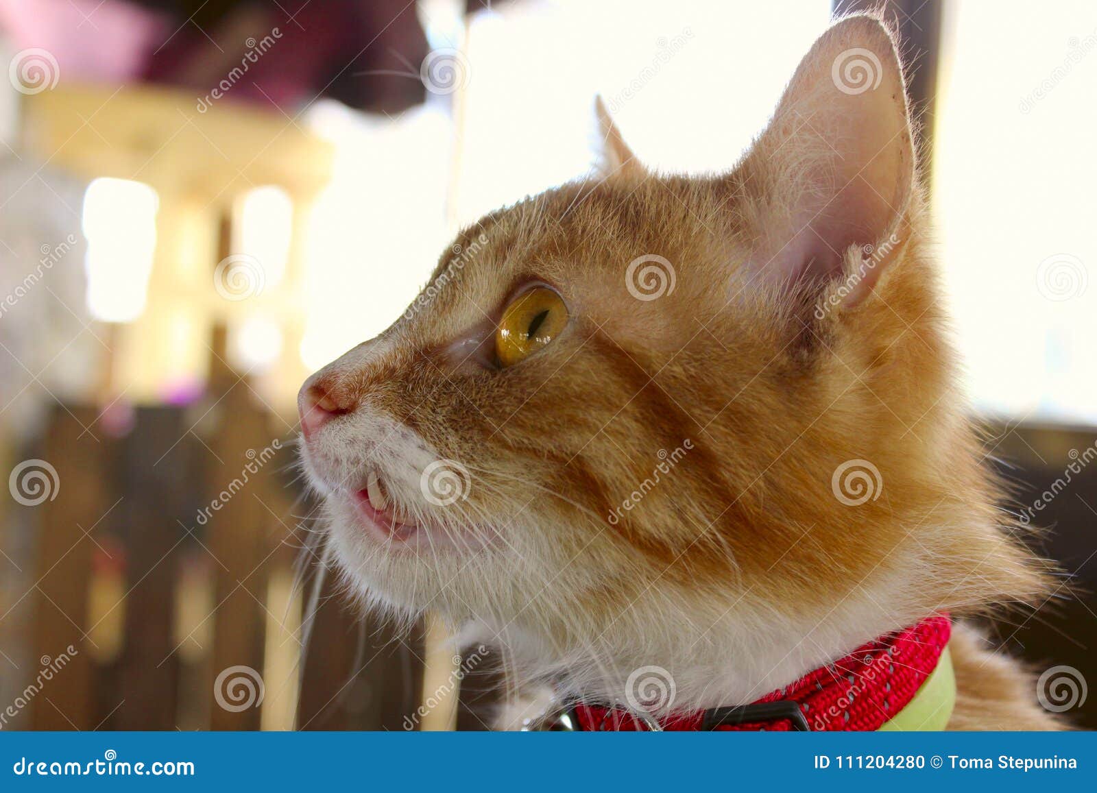 A Cat with a Bad Teeth. stock photo. Image of fluffy - 111204280