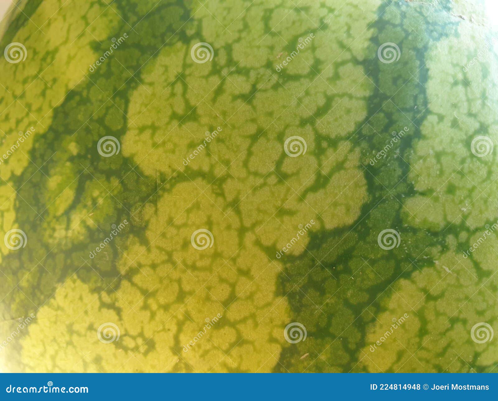 A Close Up Portrait of the Skin of a Watermelon. the Green Cloudy and ...