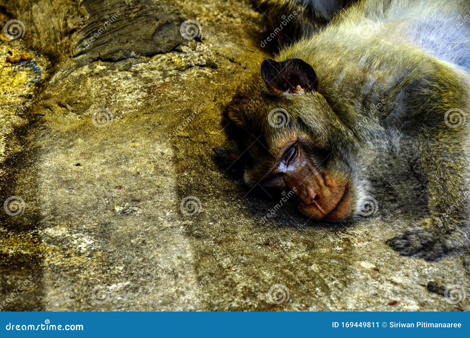 Close Up Portrait of Sleeping Monkey in Zoo Stock Image - Image of ...