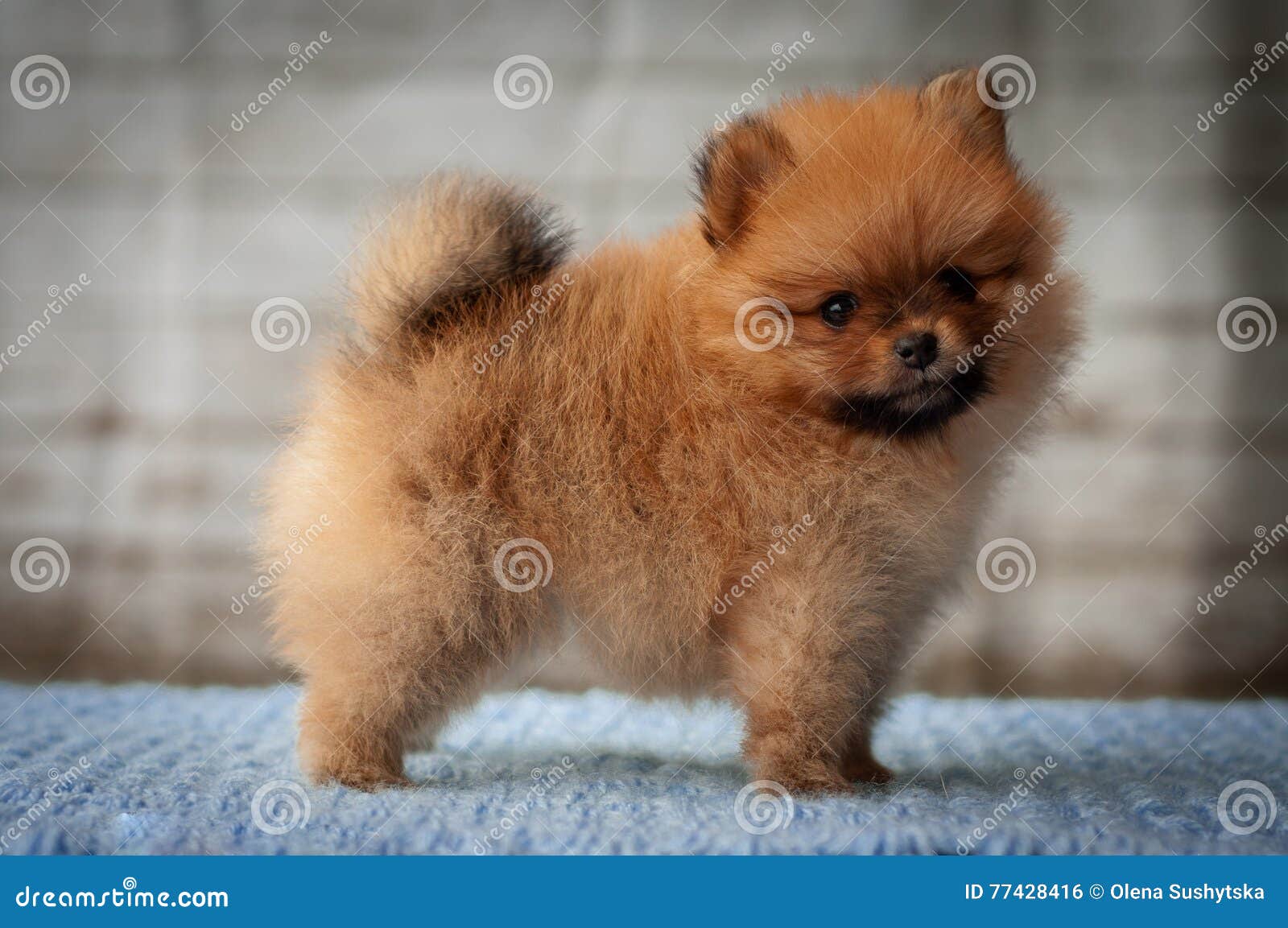 Close Up Portrait of Small Red Spitz Dog Stock Photo - Image of ...