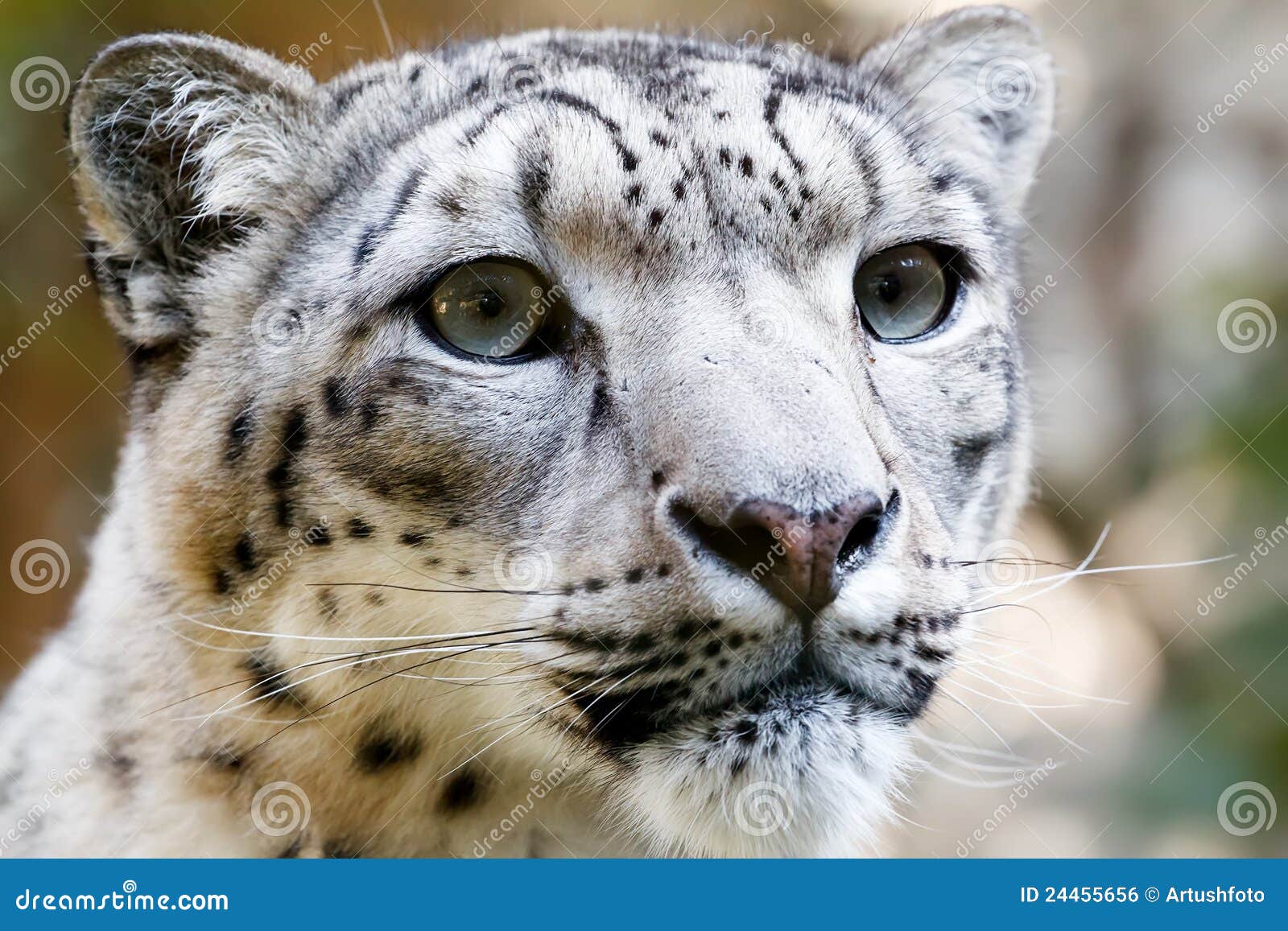 Close Up Portrait of Snow Leopard Irbis Stock Photo - Image of pounce ...