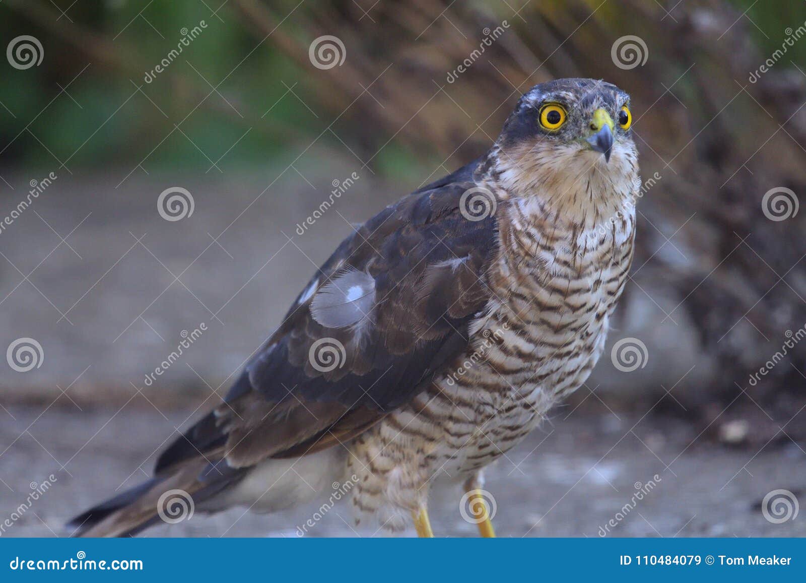 Sparrowhawk stock image. Image of sparrowhawk, sparrow - 110484079