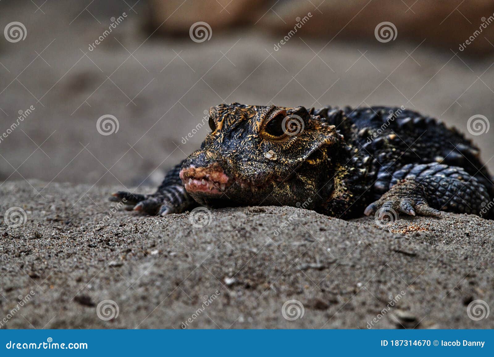 Close Up Portrait of a Spectacled Caiman, Caiman Crocodilus Stock Photo ...