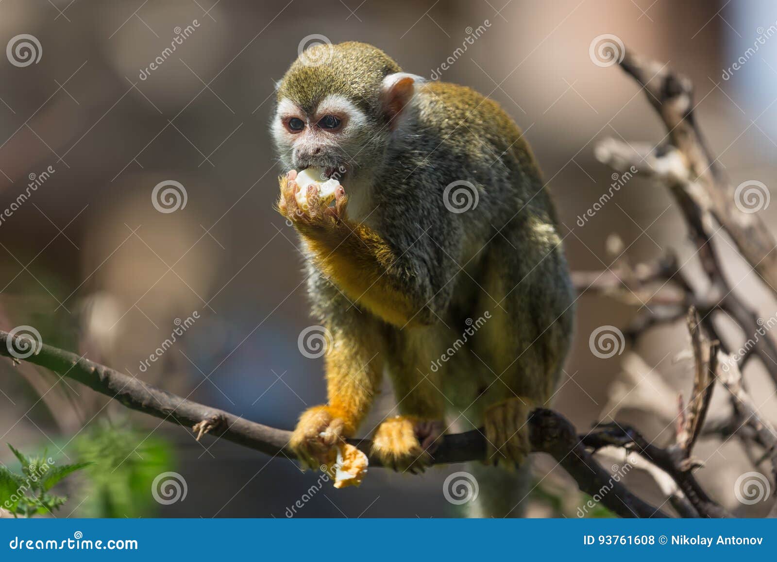 Close Up Portrait of Squirrel Monkey Saimiri Sciureus Sitting and ...