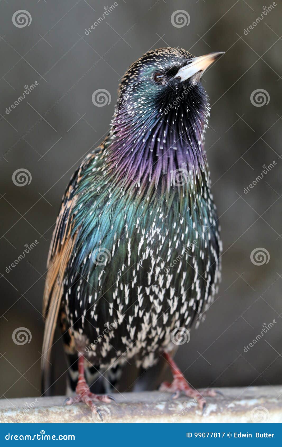 Starling stock image. Image of black, bird, close, beautiful - 99077817