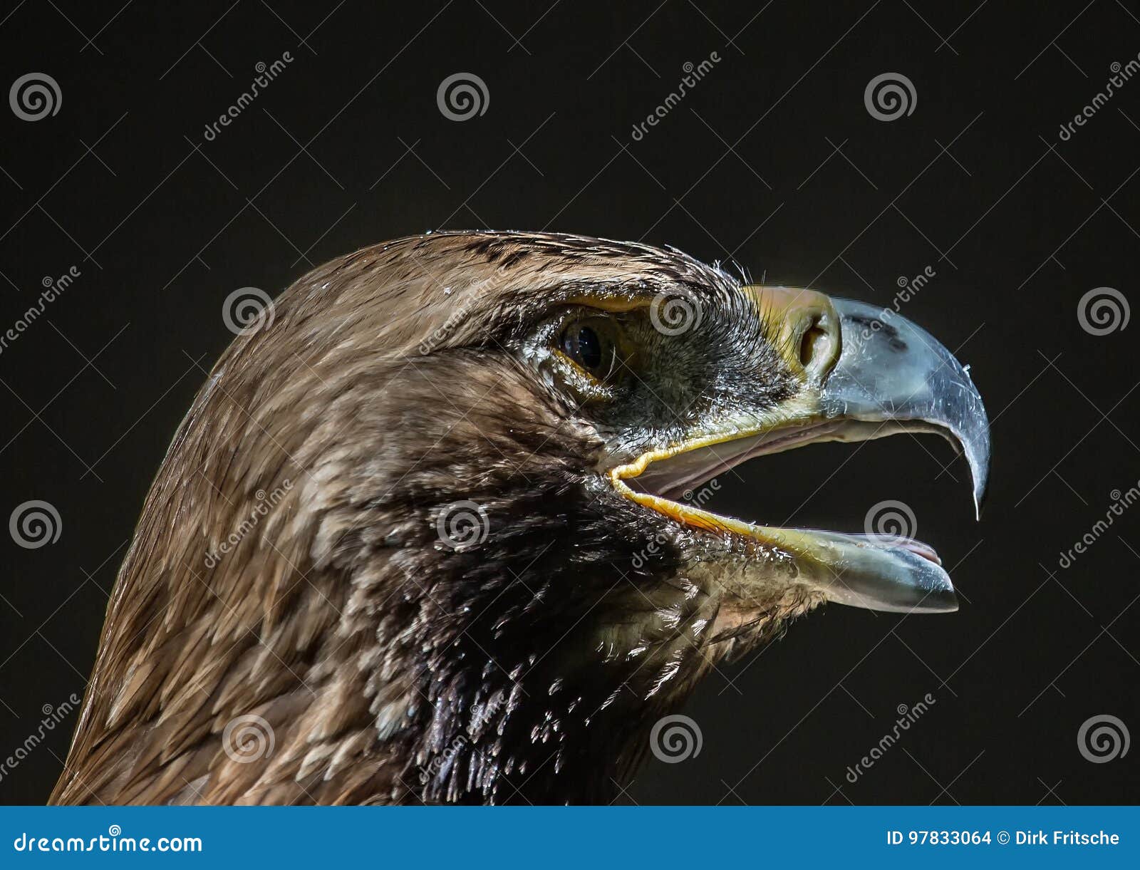 Close Up Portrait of a Stone Eagle Stock Photo - Image of side, close ...