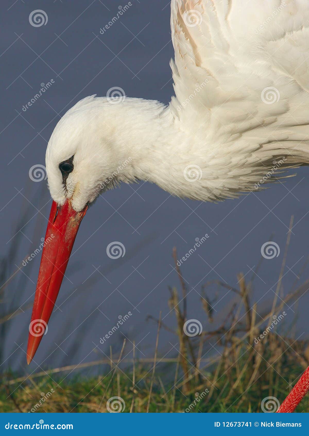 Close-up Portrait of a Stork Stock Image - Image of wildlife, outdoor ...