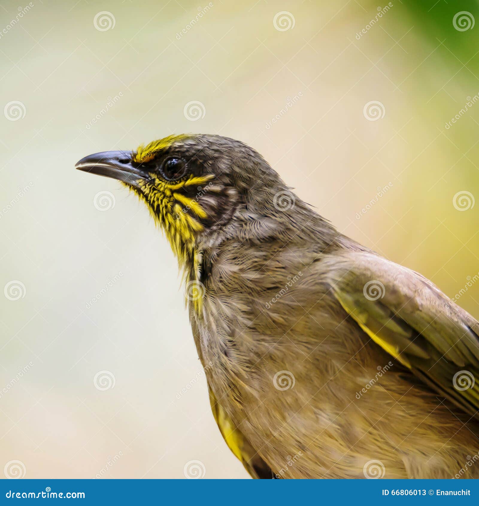 Close Up Portrait of Stripe-throated Bulbul, Bird Stock Image - Image ...