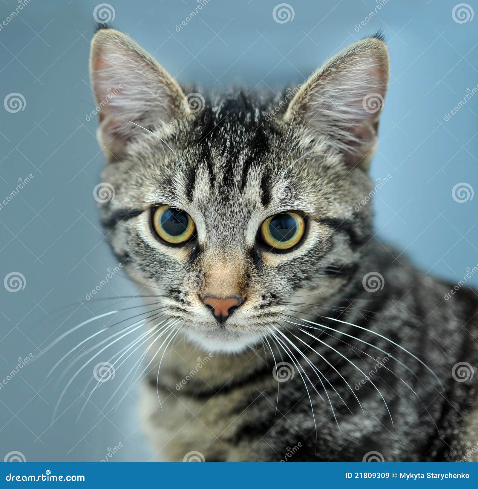 Close-up Portrait of Striped Cat Stock Image - Image of eyes, ears ...