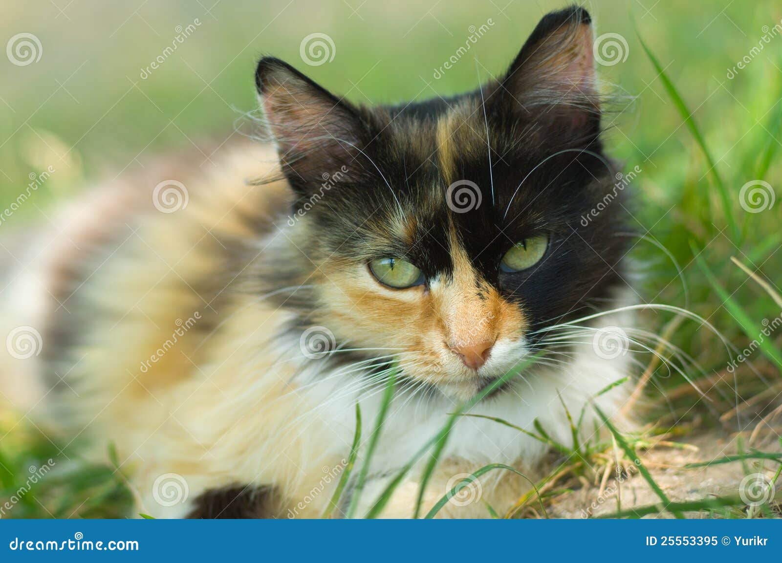 Close-up Portrait of Three Colored Cat Stock Image - Image of female ...