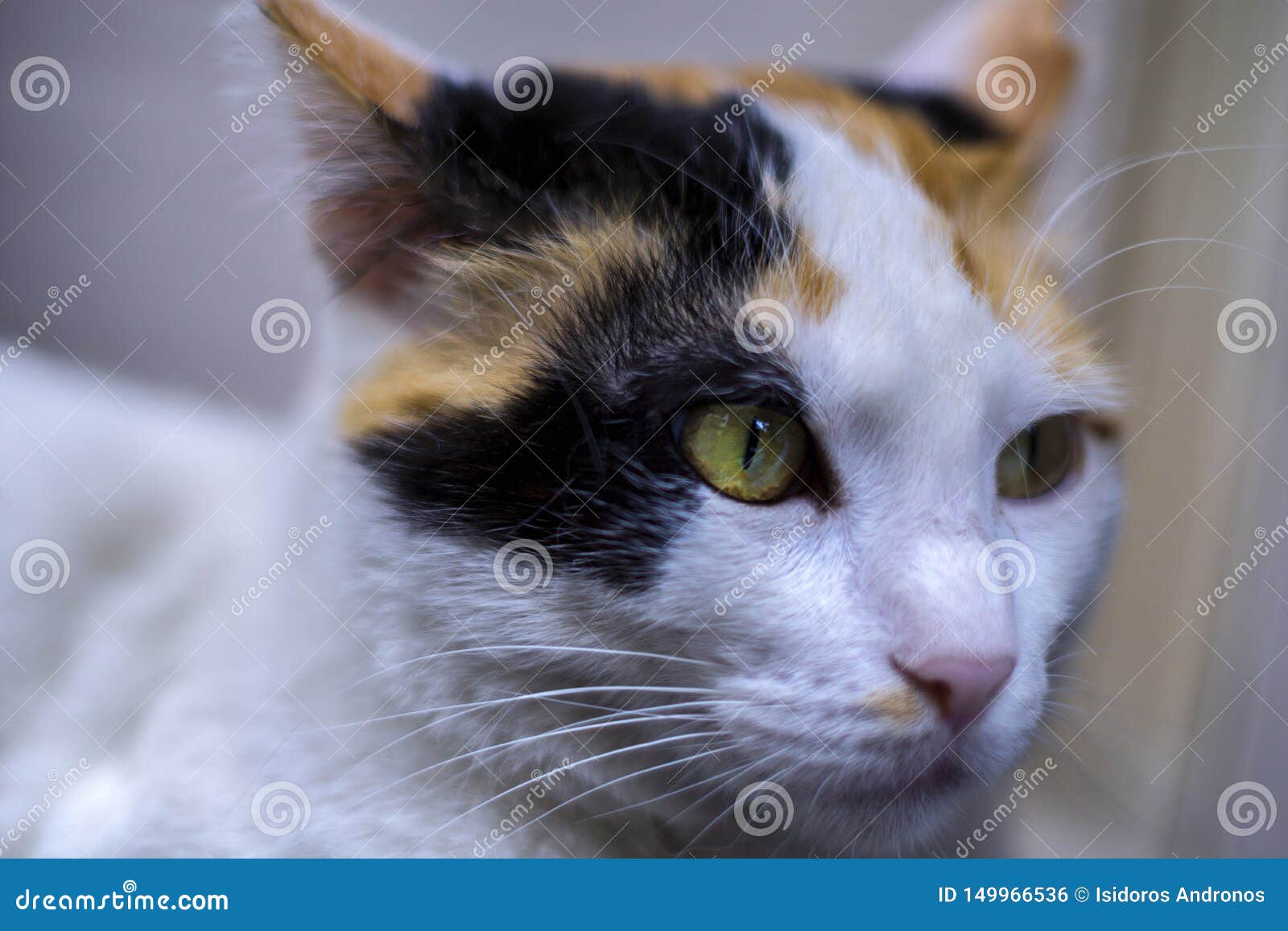 Close Up Portrait of a Three Colored Cat. Stock Photo - Image of focus ...