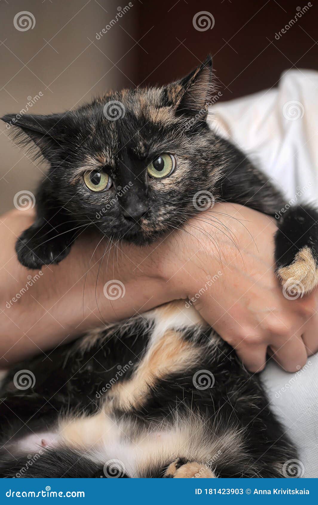 Portrait Of A Tortie Torbie Tabby Cat On Black Royalty-Free Stock Image ...