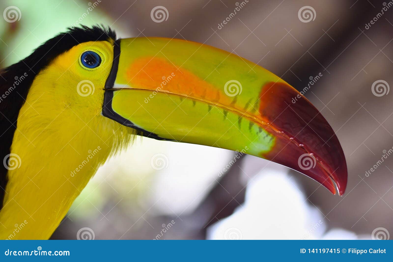 Close-up Portrait of a Toucan 2 Stock Image - Image of piciformes ...