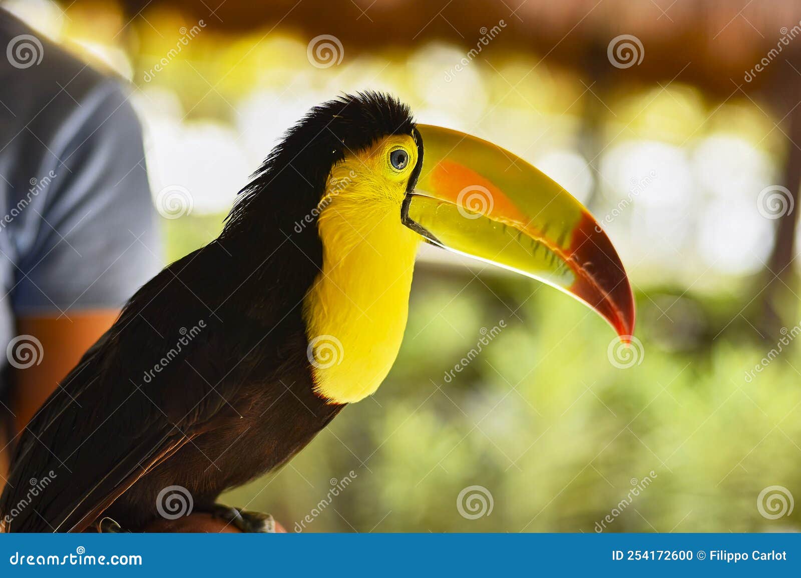 Close-up Portrait of a Toucan Stock Photo - Image of beautiful, fauna ...