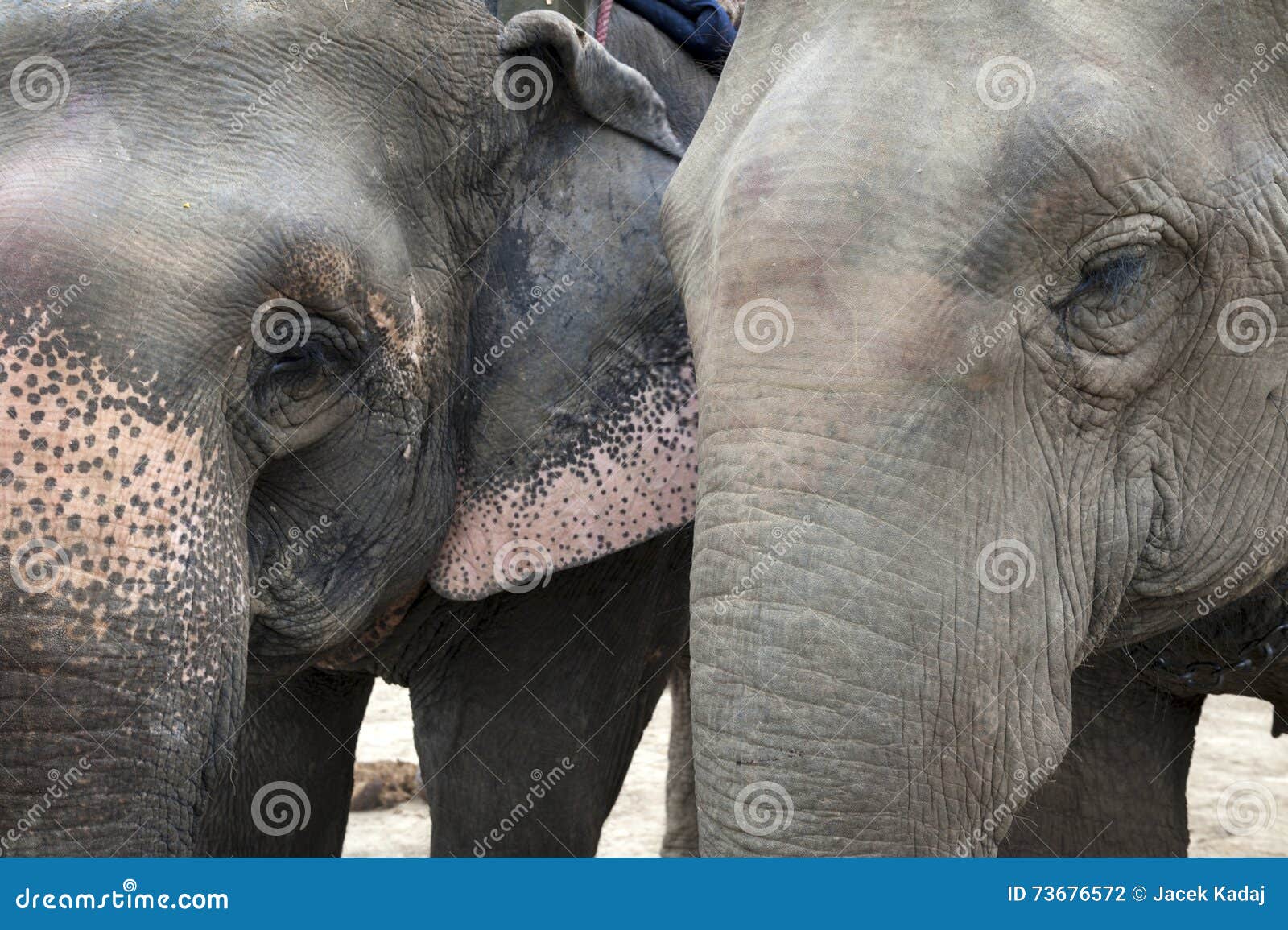 Close-up Portrait of Two Asian Elephants Stock Photo - Image of ...
