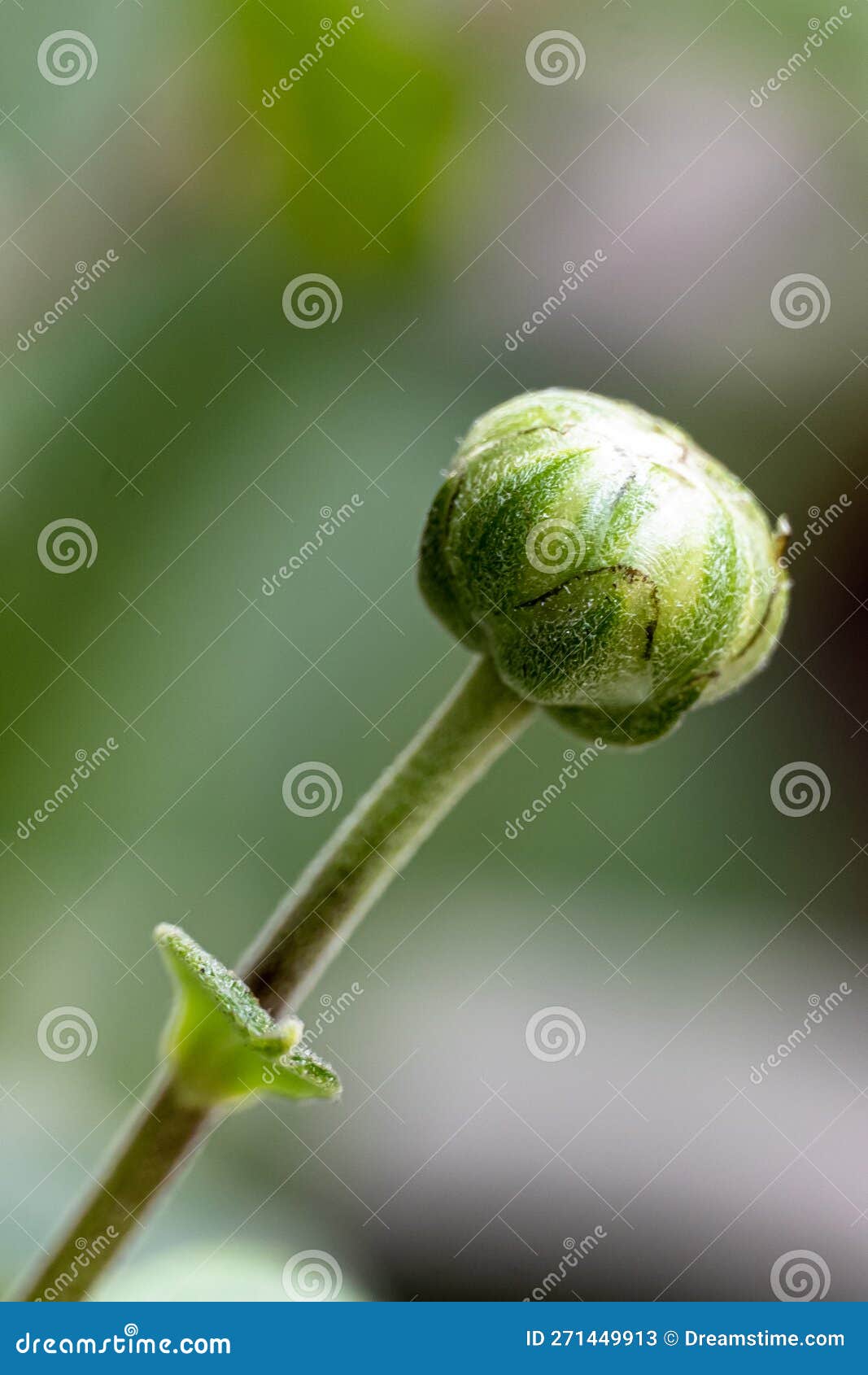 Close Up and Portrait View of Flower Bud Stock Image - Image of closeup ...