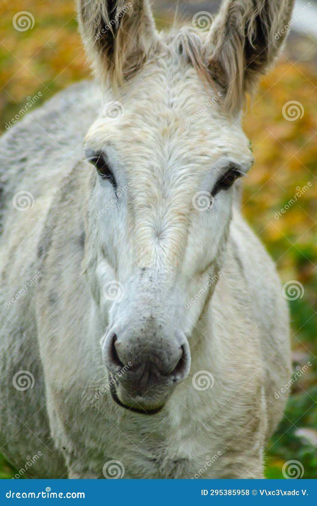 Close-up Portrait of a White Donkey Looking at the Camera Stock Photo ...