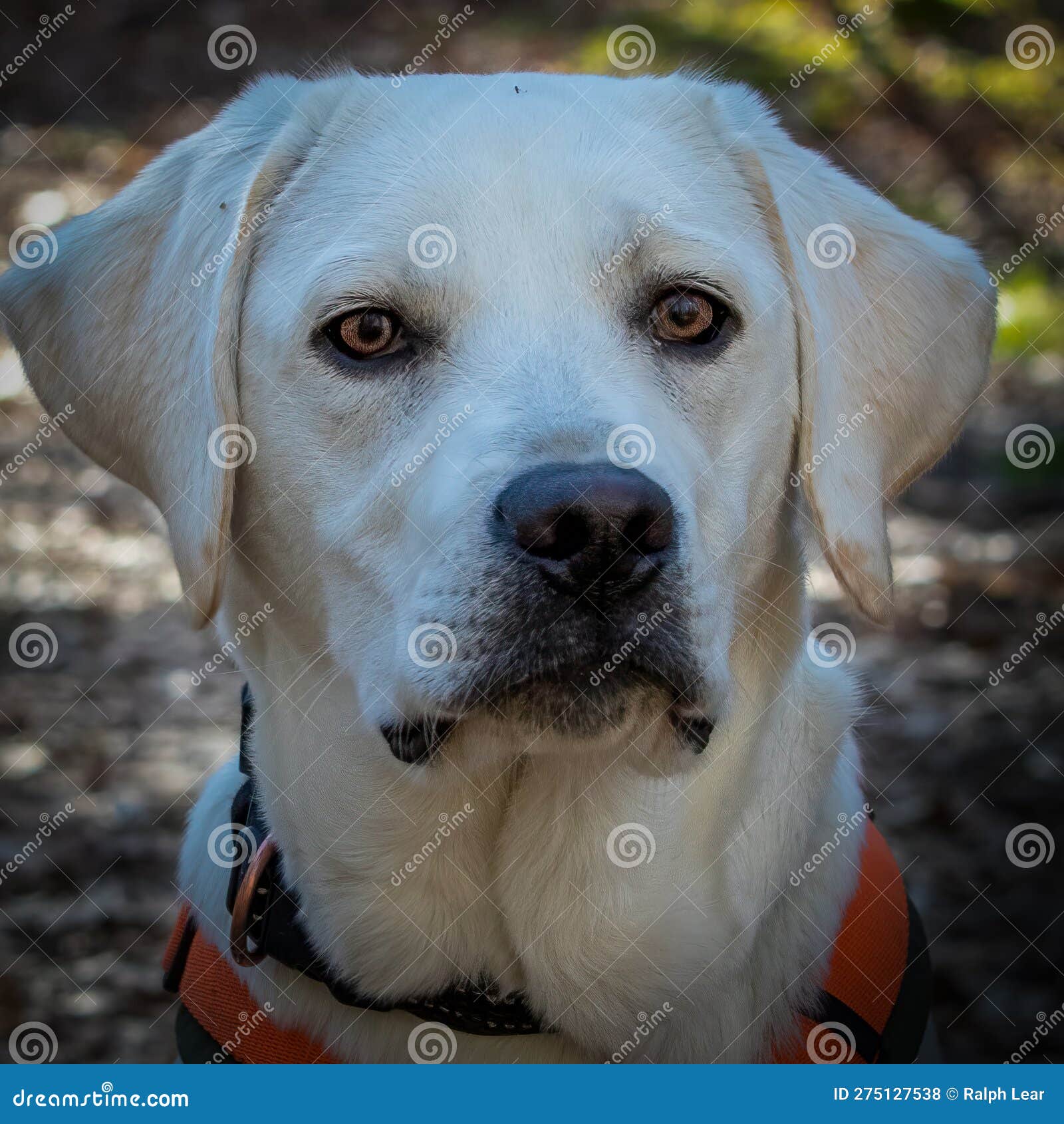 Close-up Portrait of a White Labrador Dog Stock Photo - Image of ...