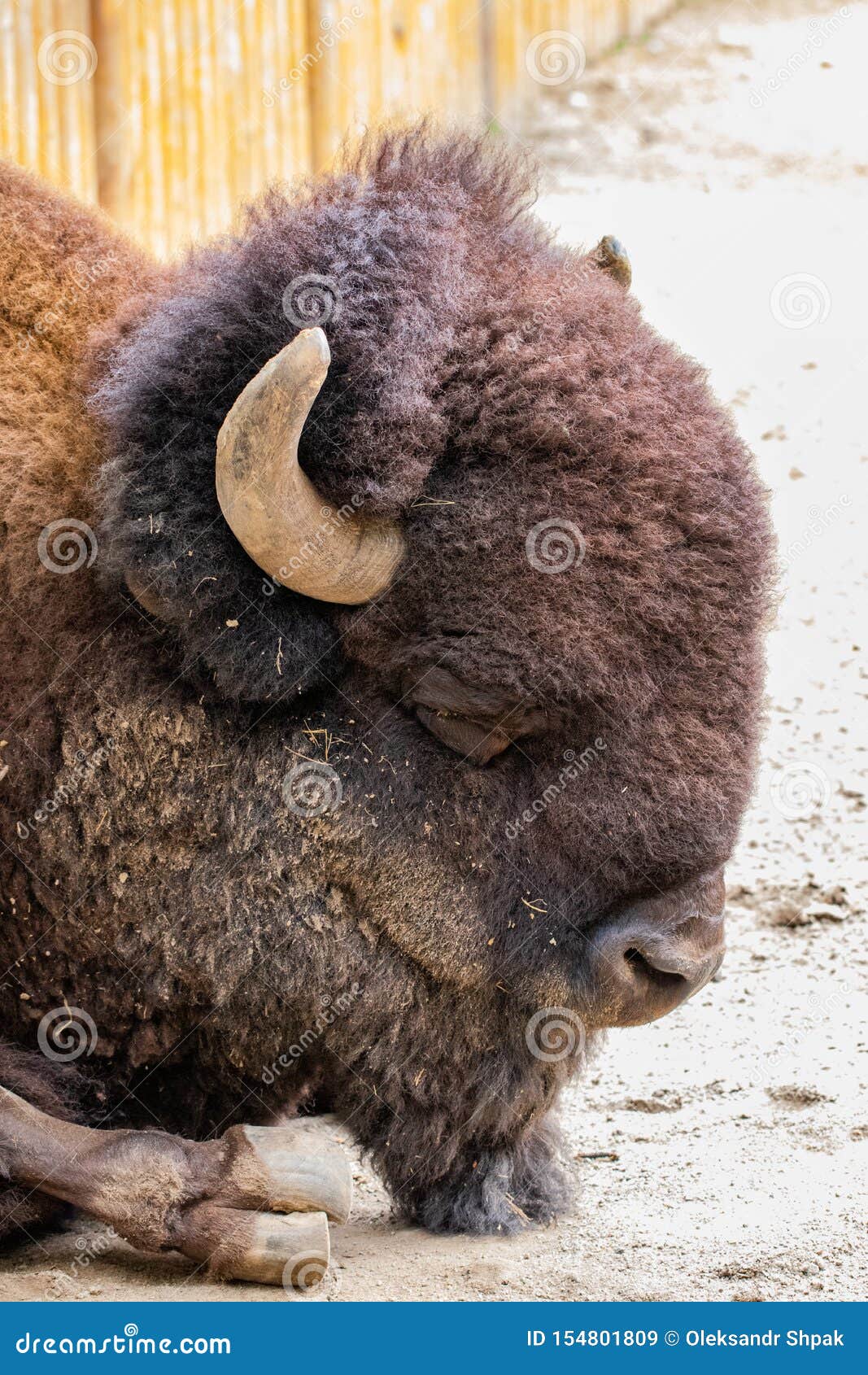 Close-up Portrait of Wild Bison Seen from the Side Stock Image - Image ...