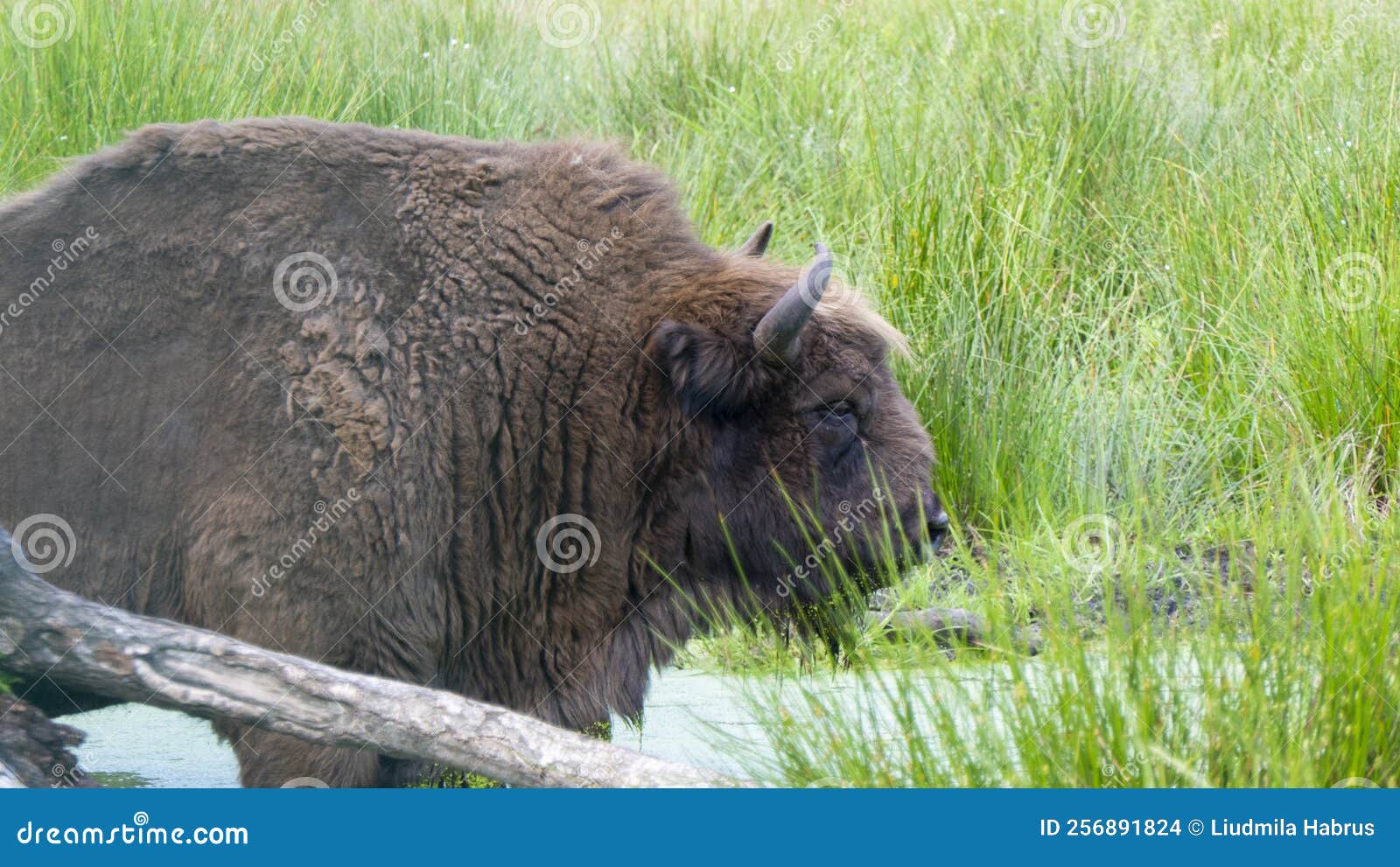 Close-up Portrait of Wild Bison Seen from the Side Stock Photo - Image ...
