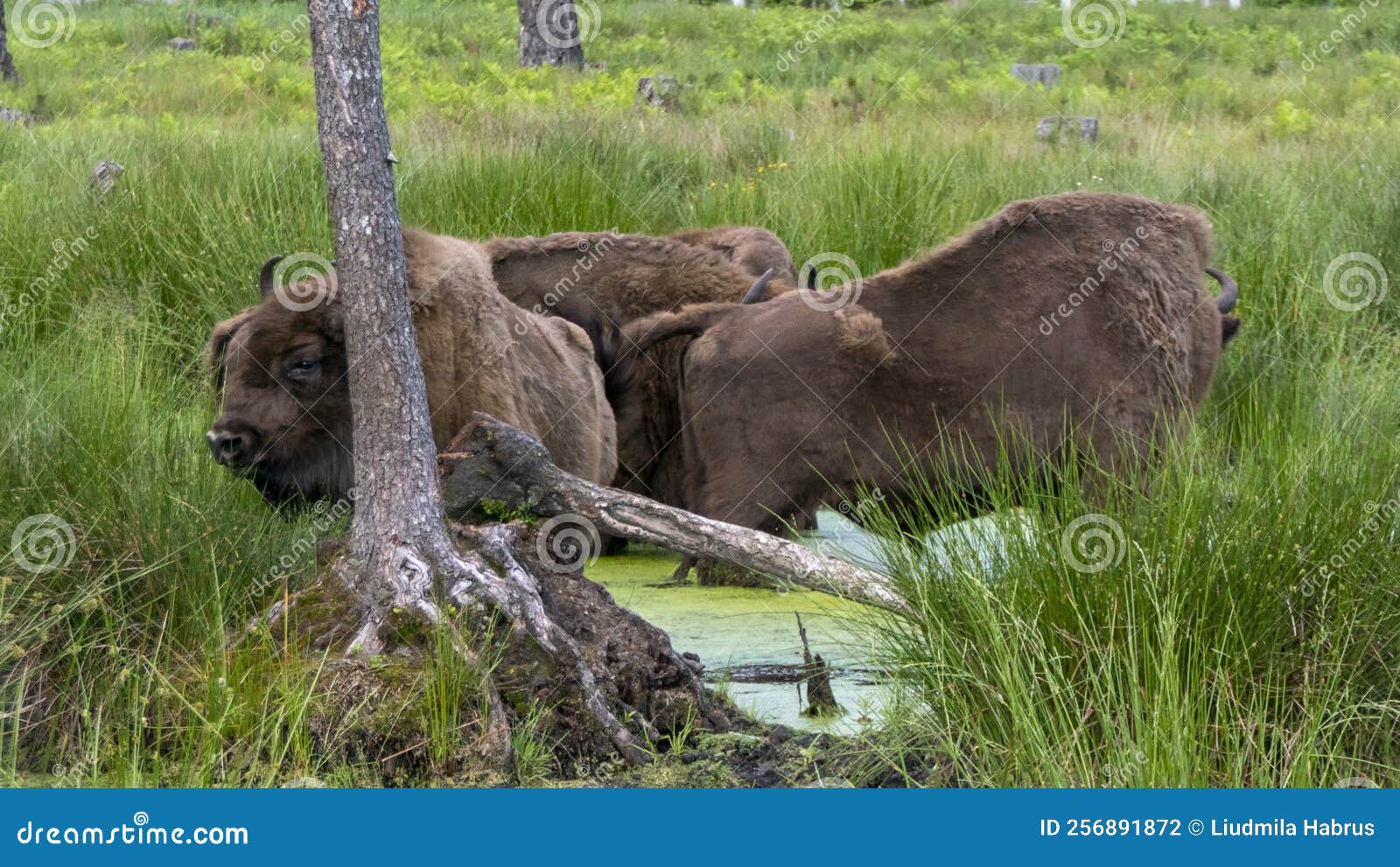 Close-up Portrait of Wild Bison Seen from the Side Stock Photo - Image ...