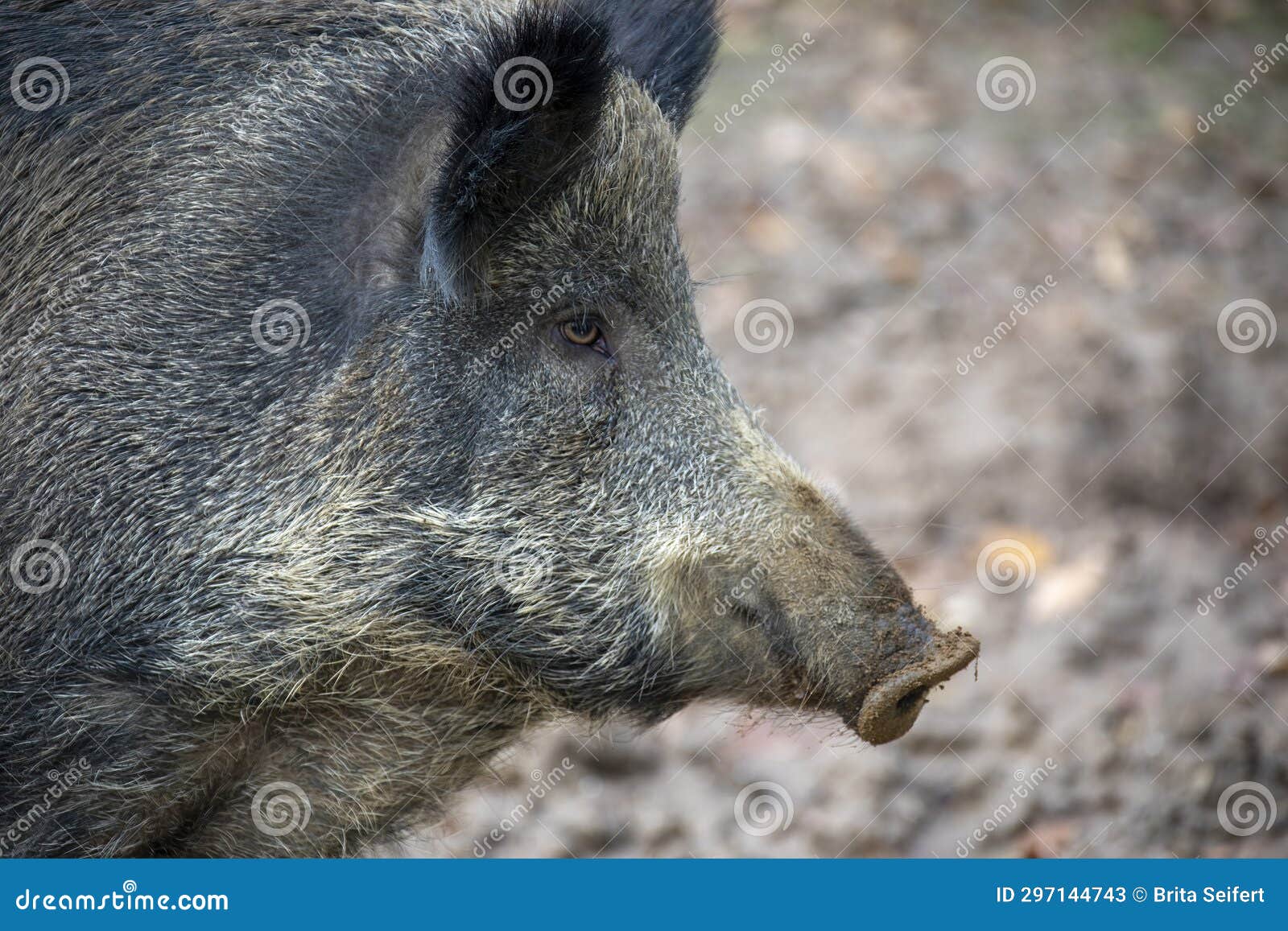 Close Up Portrait of a Wild Boar Stock Image - Image of beauty ...