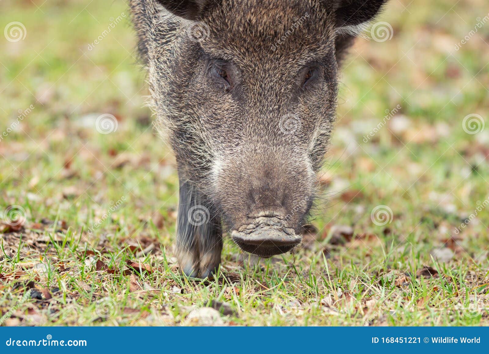 Close-up Portrait of a Wild Boar. Sus Scrofa Stock Image - Image of ...