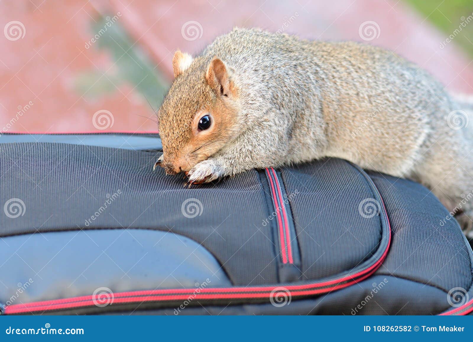 Grey Squirrel Climbing on a Back Pack Stock Photo - Image of wild ...