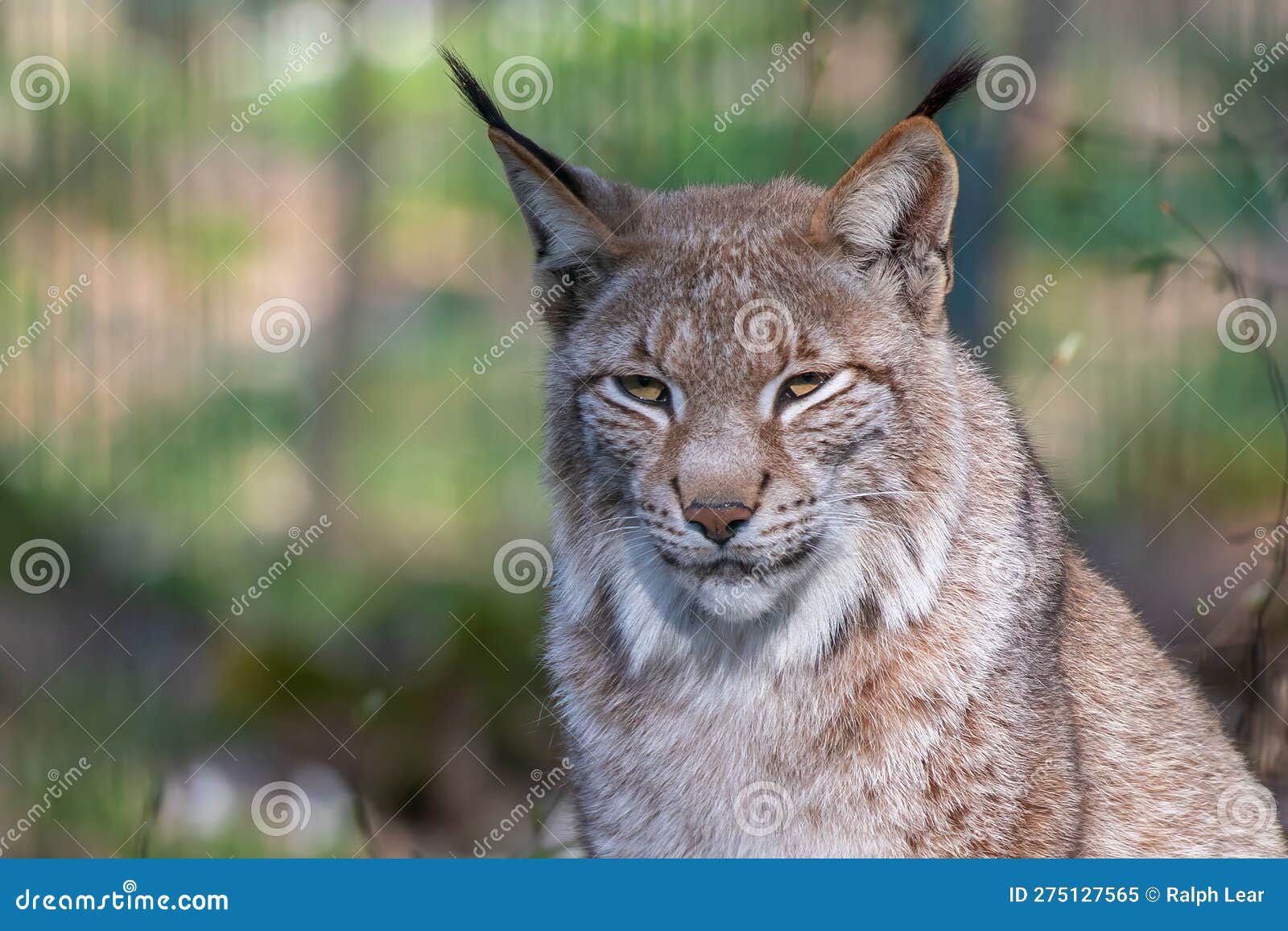 A Close-up Portrait of a Wild Lynx Cat Sitting in the Forest Stock ...