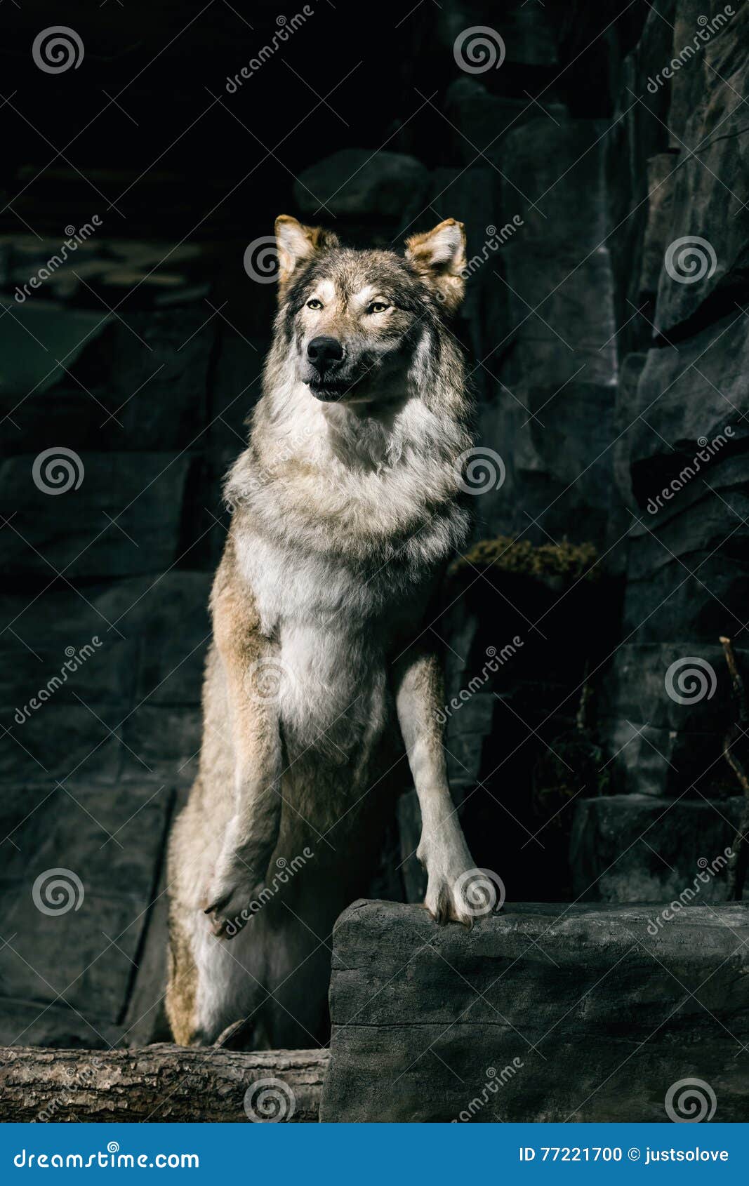 Close-up portrait of wolf stock photo. Image of nature - 77221700
