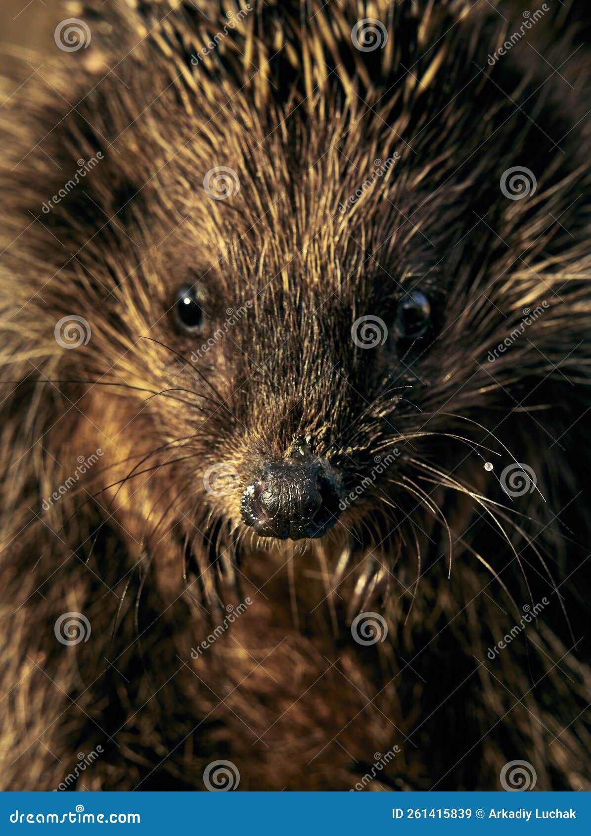 Close-up Portrait of a Young Hedgehog Stock Image - Image of face ...