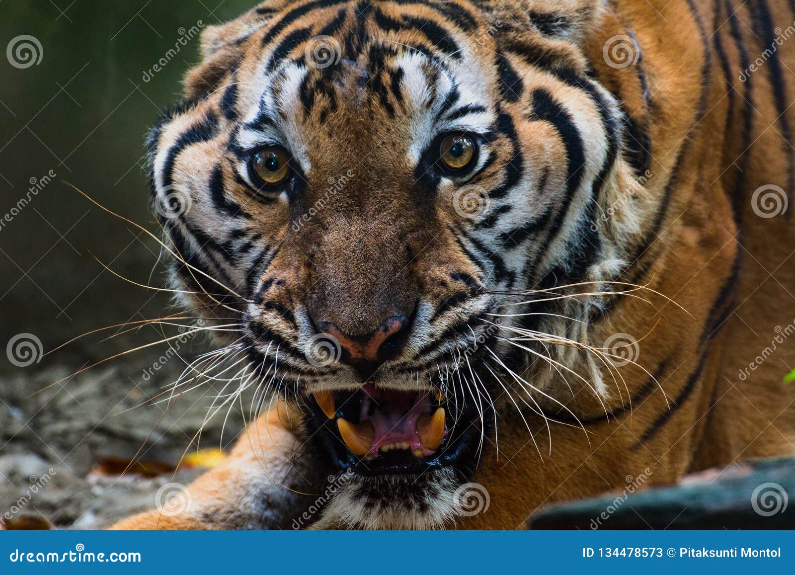 Close Up Portraits of Roaring Tiger Editorial Stock Photo - Image of ...