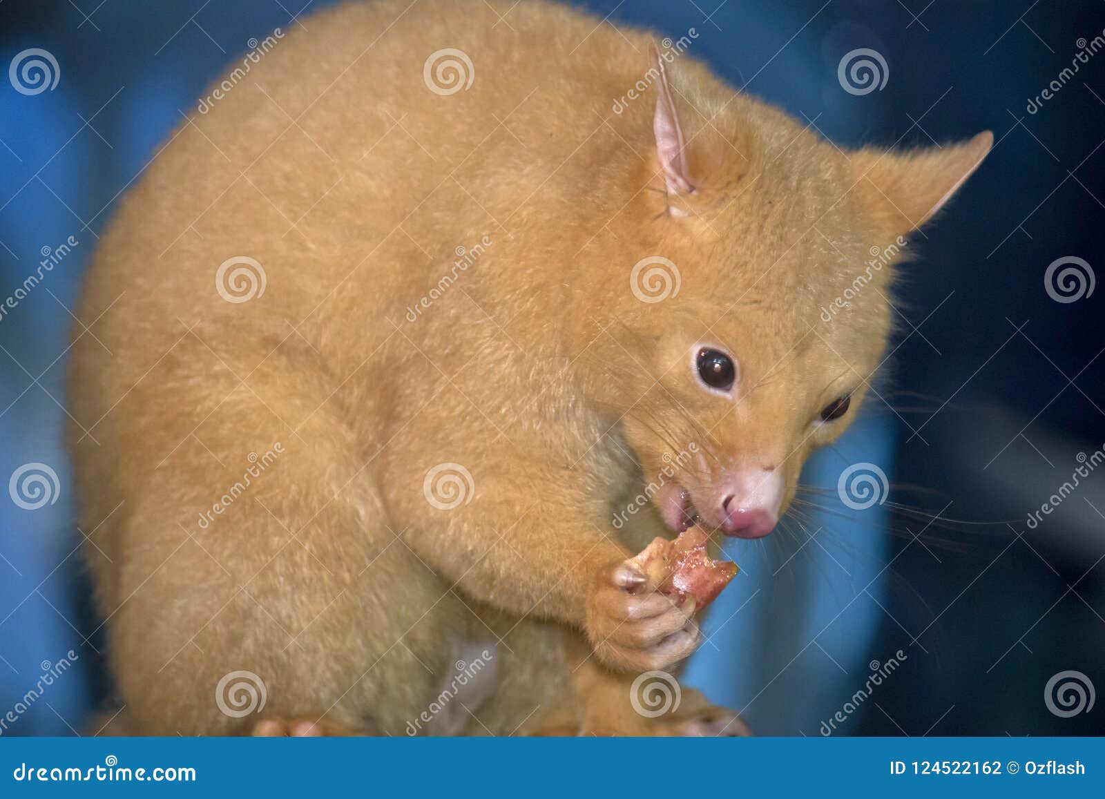 A go;den possum stock photo. Image of brown, golden - 124522162