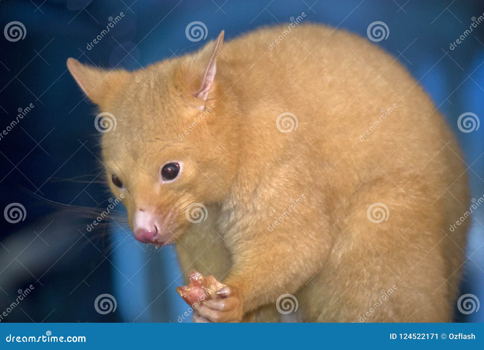 A golden possum stock image. Image of australia, sharp - 124522171