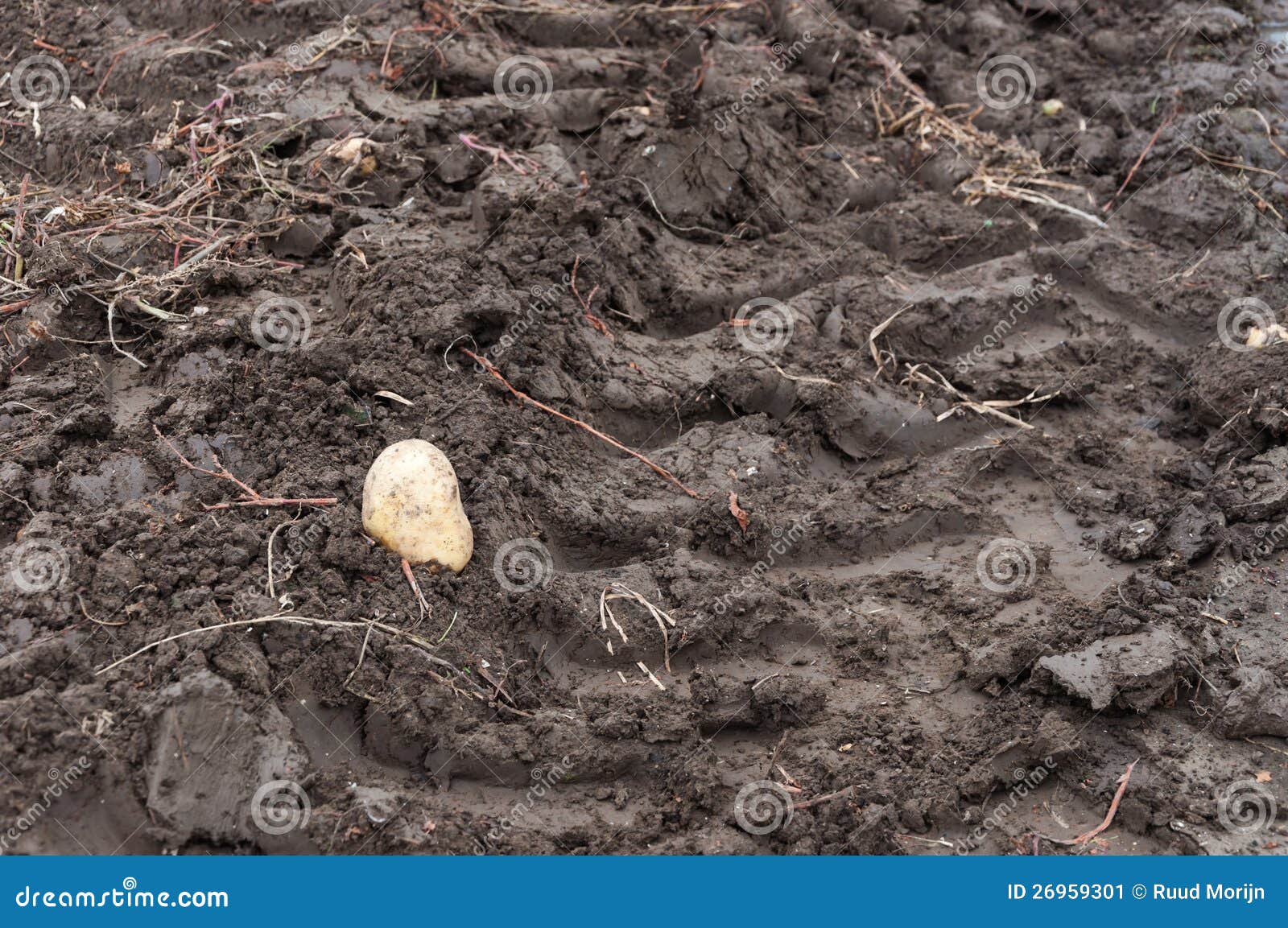 Close-up of a Potato Field after Harvest Stock Image - Image of ...