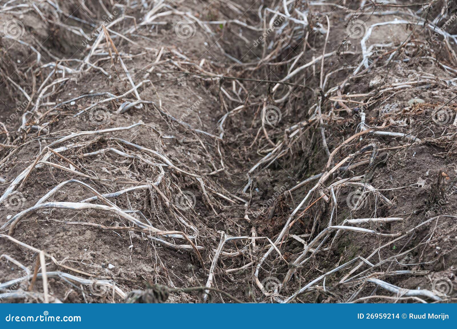Close-up of a Potato Field Just before Harvest Stock Photo - Image of ...