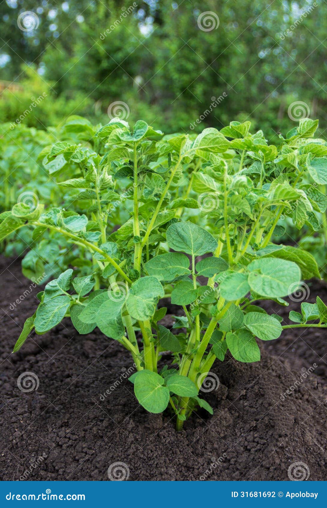 Close up of a potato field stock photo. Image of diet - 31681692