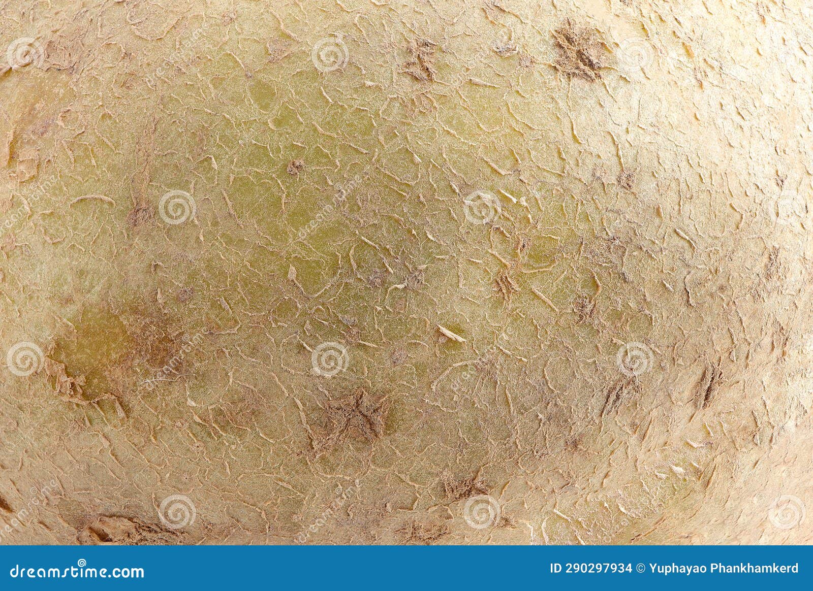 Potato Skin Surface Texture Pattern Close Up Detail Macro. Potato ...
