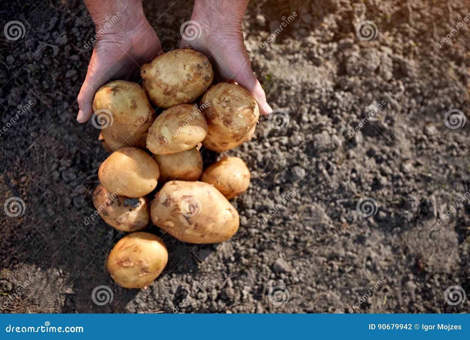 Close Up of Potatoes in Ground Stock Photo - Image of countryside ...